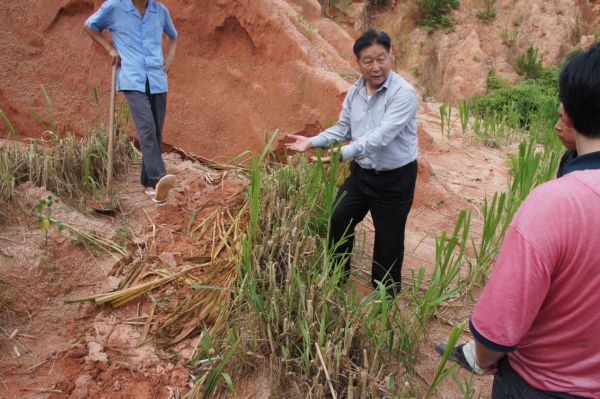 China's magic mushrooms made from grass-China Story