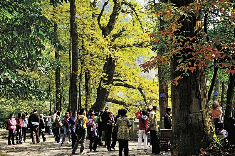Tianmu Mountain: A Treasure Chest of Flora and Fauna-China Story