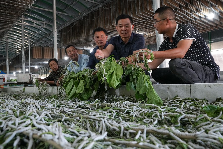 Researchers provide guidance for silkworm farmers in E China's Anhui ...