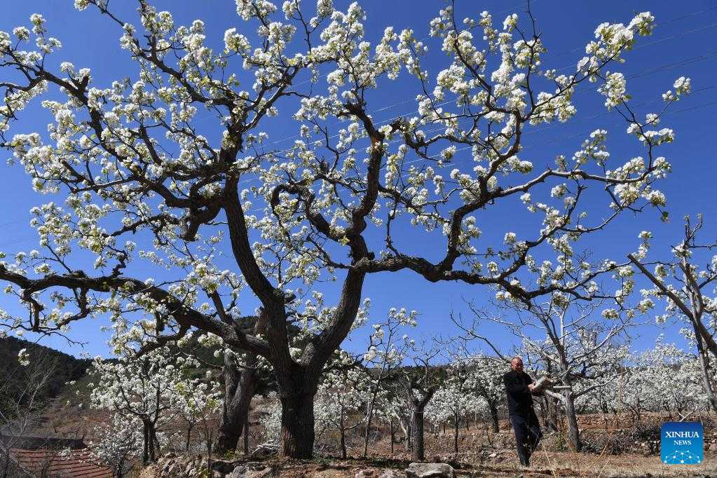 Pear trees enter blooming period in Jizhou, Tianjin-China Story